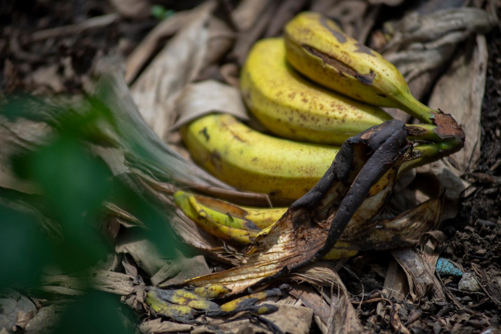 Postingan sesat mengklaim 'pisang berbintik hitam mengandung zat ...
