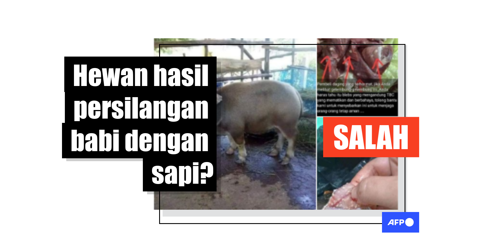 Gambar ini menunjukkan seekor kerbau kerdil dari Thailand | Periksa Fakta